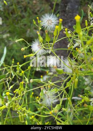 (Senecio picridioides) Plantae Stock Photo - Alamy