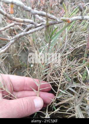 Saltgrass (Distichlis spicata) Plantae Stock Photo - Alamy