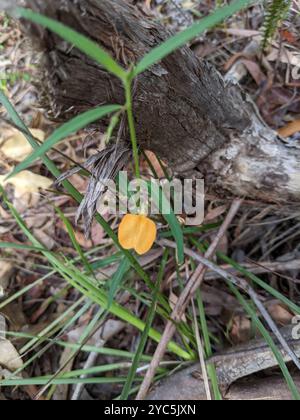 spade flower (Pigea stellarioides) Plantae Stock Photo - Alamy