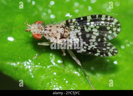 Spotted Marsh Fly (Trypetoptera punctulata Stock Photo - Alamy