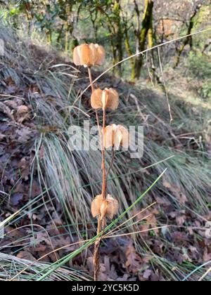 checker lily (Fritillaria affinis), Plantae, Robert Louis Stevenson ...
