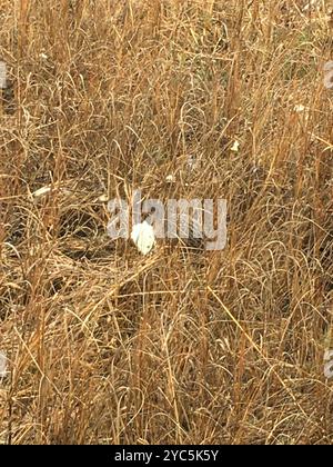 San Francisco Bay Ridgway's Rail (Rallus obsoletus obsoletus Stock ...