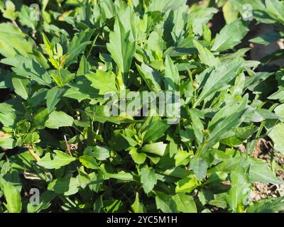 (Aster indicus) Plantae Stock Photo - Alamy