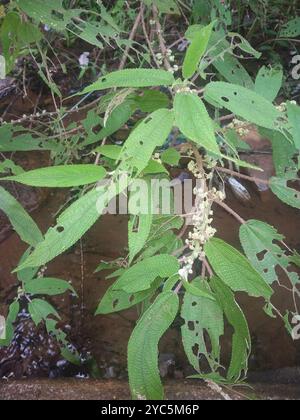 orange wild rhea (Debregeasia longifolia) Plantae Stock Photo - Alamy