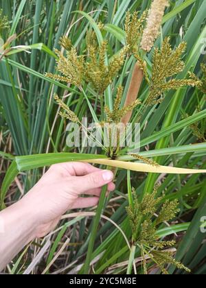 Giant Sedge (Cyperus exaltatus Stock Photo - Alamy