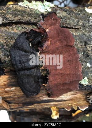Tree Bacon (Punctularia strigosozonata) Fungi Stock Photo - Alamy