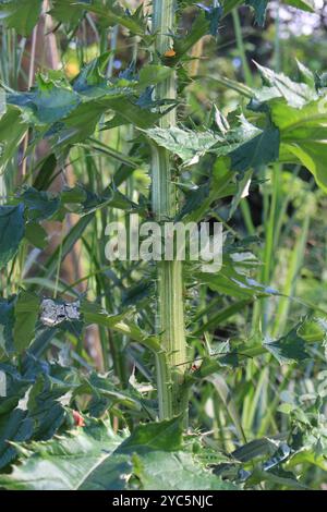 Mexican Thistle (Cirsium mexicanum) Plantae Stock Photo - Alamy