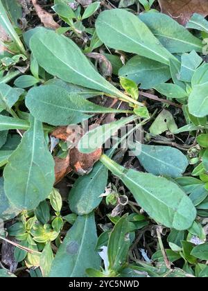 chicories, dandelions, and allies (Cichorioideae) Plantae Stock Photo ...