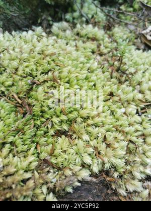 Milk moss (Leucobryum javense), Plantae, Kauri Park Reserve, NE, on low ...