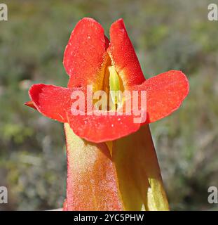 Scarlet Inkflower (Harveya bolusii) Plantae Stock Photo - Alamy