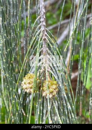 Beach Sheoak (Casuarina equisetifolia), Plantae, Kauai County, US-HI ...