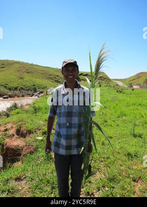 African Reed (Phragmites mauritianus) Plantae Stock Photo - Alamy
