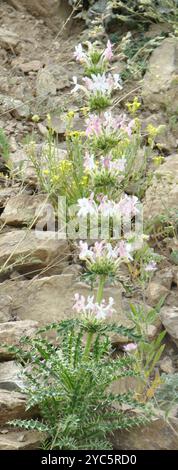 Morina persica L Morina persica L Stock Photo - Alamy