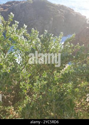 tree medick (Medicago arborea), Plantae, Leucate, France Stock Photo ...