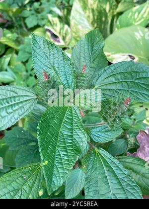 Field Copperleaf (Acalypha arvensis) Plantae Stock Photo - Alamy