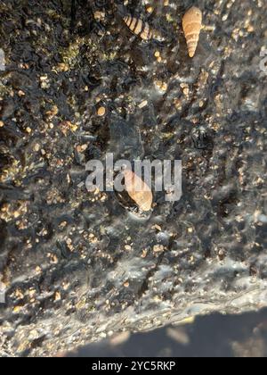 Pillars (Cochlicopa) Mollusca Stock Photo - Alamy