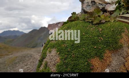 Alaska Kittentail (Veronica alaskensis) Plantae Stock Photo - Alamy