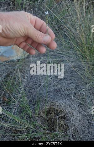 Khoho Squill (Drimia calcarata) Plantae Stock Photo - Alamy