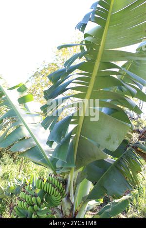 Cavendish banana (Musa acuminata) Plantae Stock Photo - Alamy