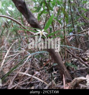 Turquoise Berry (Drymophila cyanocarpa), Plantae, Chesters Loop Track ...