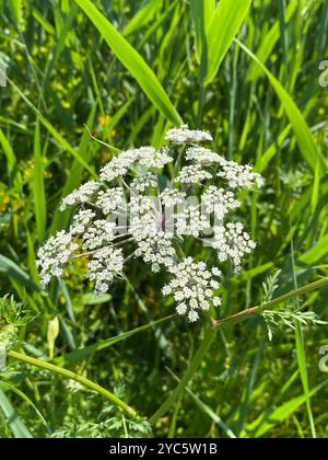 Milk Parsley (Peucedanum palustre) Plantae Stock Photo - Alamy