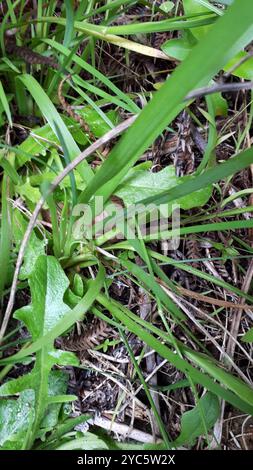 Blue Pigroot (Sisyrinchium micranthum) Plantae Stock Photo - Alamy