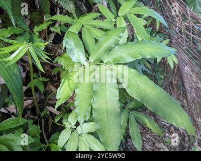 king fern (Angiopteris evecta), Plantae, Manoa, Honolulu, HI, USA Stock ...