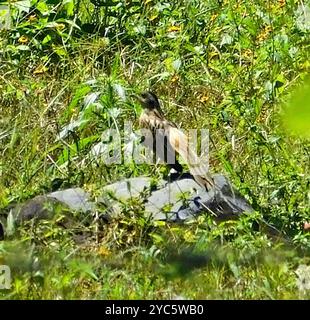 Striped Cuckoo (Tapera naevia) Aves Stock Photo - Alamy