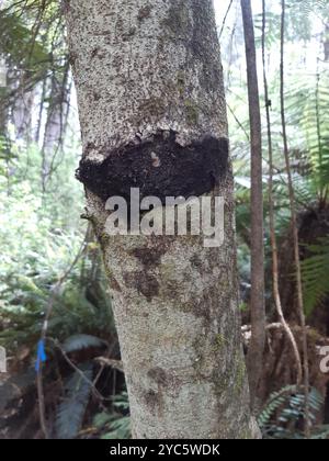Puriri moth (Aenetus virescens) Insecta Stock Photo - Alamy