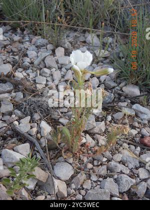 rock-rose family (Cistaceae) Plantae Stock Photo - Alamy