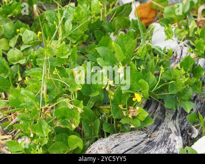 beach pea (Vigna marina) Plantae Stock Photo - Alamy