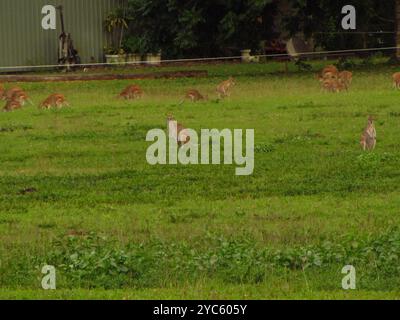 Agile Wallaby (Notamacropus agilis), Mammalia, Bouldercombe QLD 4702 ...