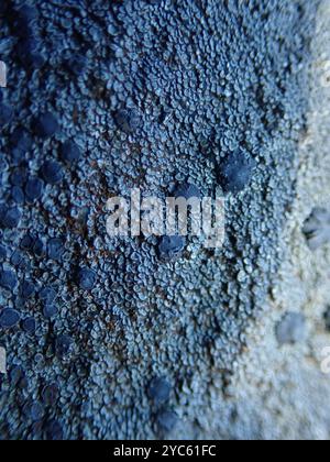 (Lecidea fuscoatra) Fungi Stock Photo - Alamy
