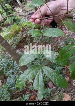scentless rosewood (Synoum glandulosum), Plantae, Flaxton QLD 4560 ...
