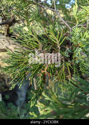Seaside Juniper (Juniperus maritima) Plantae Stock Photo - Alamy