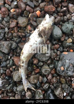 Atlantic Tomcod (Microgadus tomcod) Actinopterygii Stock Photo - Alamy