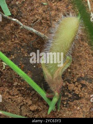 Rattle Bush (Crotalaria burkeana) Plantae Stock Photo - Alamy