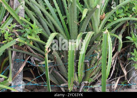 piñuela (Bromelia pinguin) Plantae Stock Photo - Alamy
