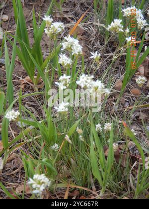 pink family (Caryophyllaceae) Plantae Stock Photo - Alamy