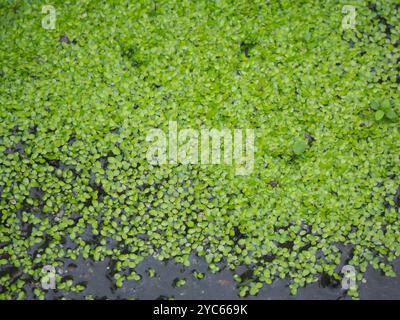 lesser duckweed (Lemna aequinoctialis) Plantae Stock Photo - Alamy