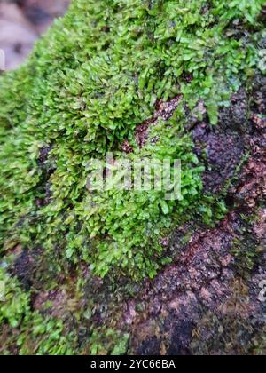 Veilworts (Metzgeria) Plantae Stock Photo - Alamy