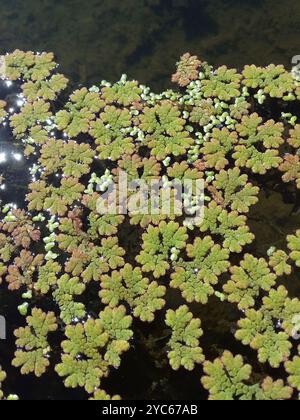 Red Azolla (Azolla rubra) Plantae Stock Photo - Alamy