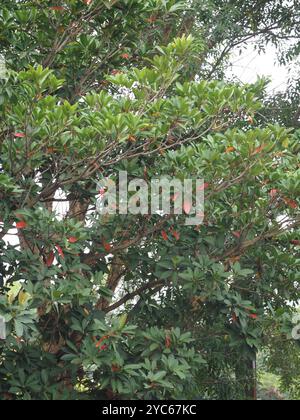 Bronze Loquat (Eriobotrya deflexa) Plantae Stock Photo - Alamy
