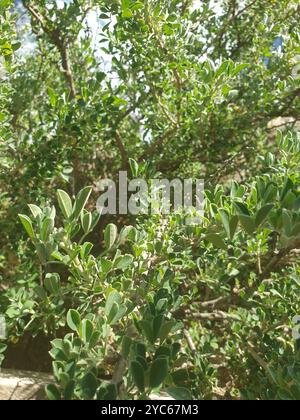 tree medick (Medicago arborea), Plantae, Nice Stock Photo - Alamy