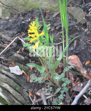 golden corydalis (Corydalis aurea) Plantae Stock Photo - Alamy