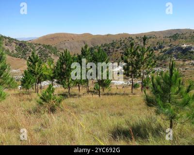 Khasi pine (Pinus kesiya), Plantae, Luzon, Bontoc, Mountain Province ...