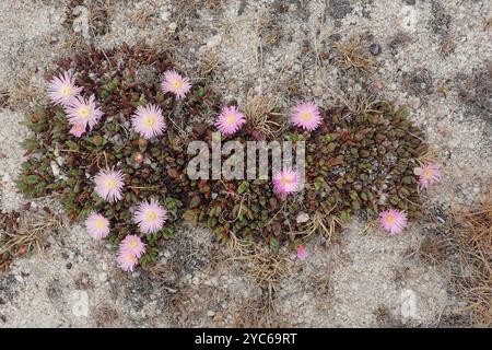 Stubby Rootfig (Khadia alticola) Plantae Stock Photo - Alamy