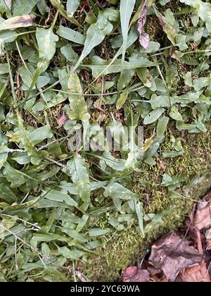 walking fern (Asplenium rhizophyllum) Plantae Stock Photo - Alamy