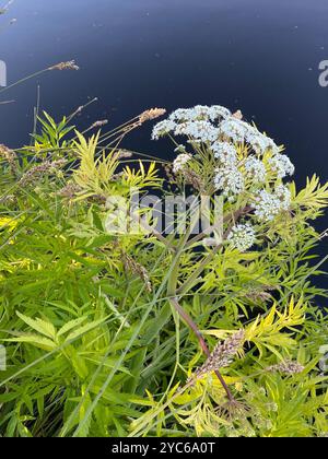 Cowbane (Cicuta virosa) Plantae Stock Photo - Alamy