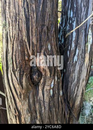 Seaside Juniper (Juniperus maritima) Plantae Stock Photo - Alamy